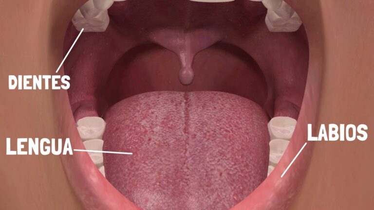 La Importancia de la Función de la Boca y los Dientes: Todo lo que ...